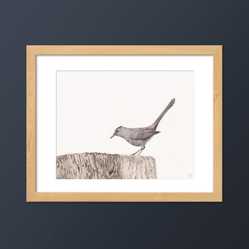 Gray Catbird Art Print - Etsy