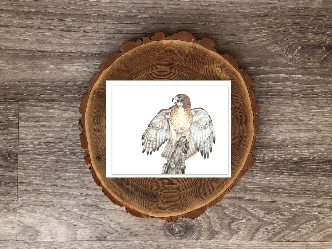 Red-tailed Hawk Blank Greeting Card - Etsy