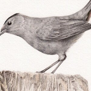 Gray Catbird Art Print Wildlife Art Print Outdoor Gift - Etsy