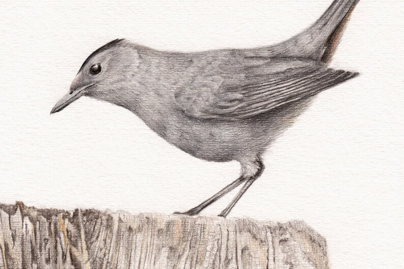 Gray Catbird Art Print Wildlife Art Print Outdoor Gift | Etsy