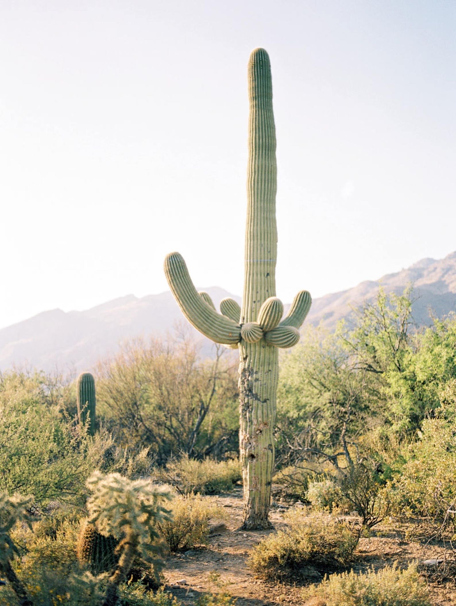 Saguaro Wall Art, Cactus Print, Botanical Print, Cactus Home Decor ...