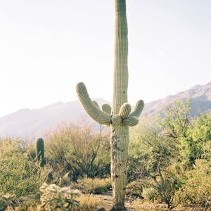 Saguaro Wall Art, Cactus Print, Botanical Print, Cactus Home Decor ...