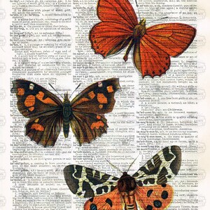 Butterfly Study Print Butterfly Wall Art Cool Creepy Decor Bug Home ...