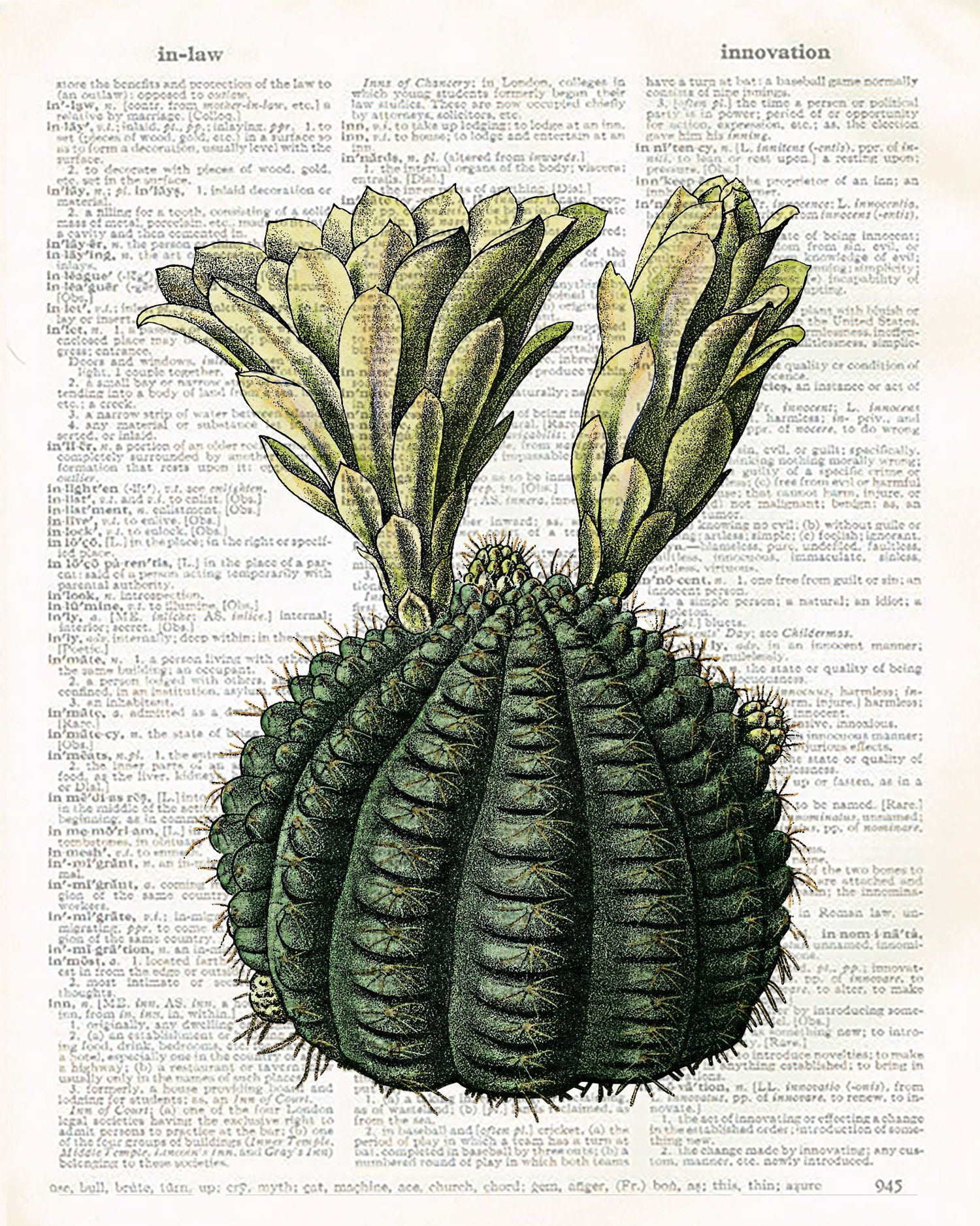 Vintage Botanical Illustration of Cactus on Dictionary Page - Etsy