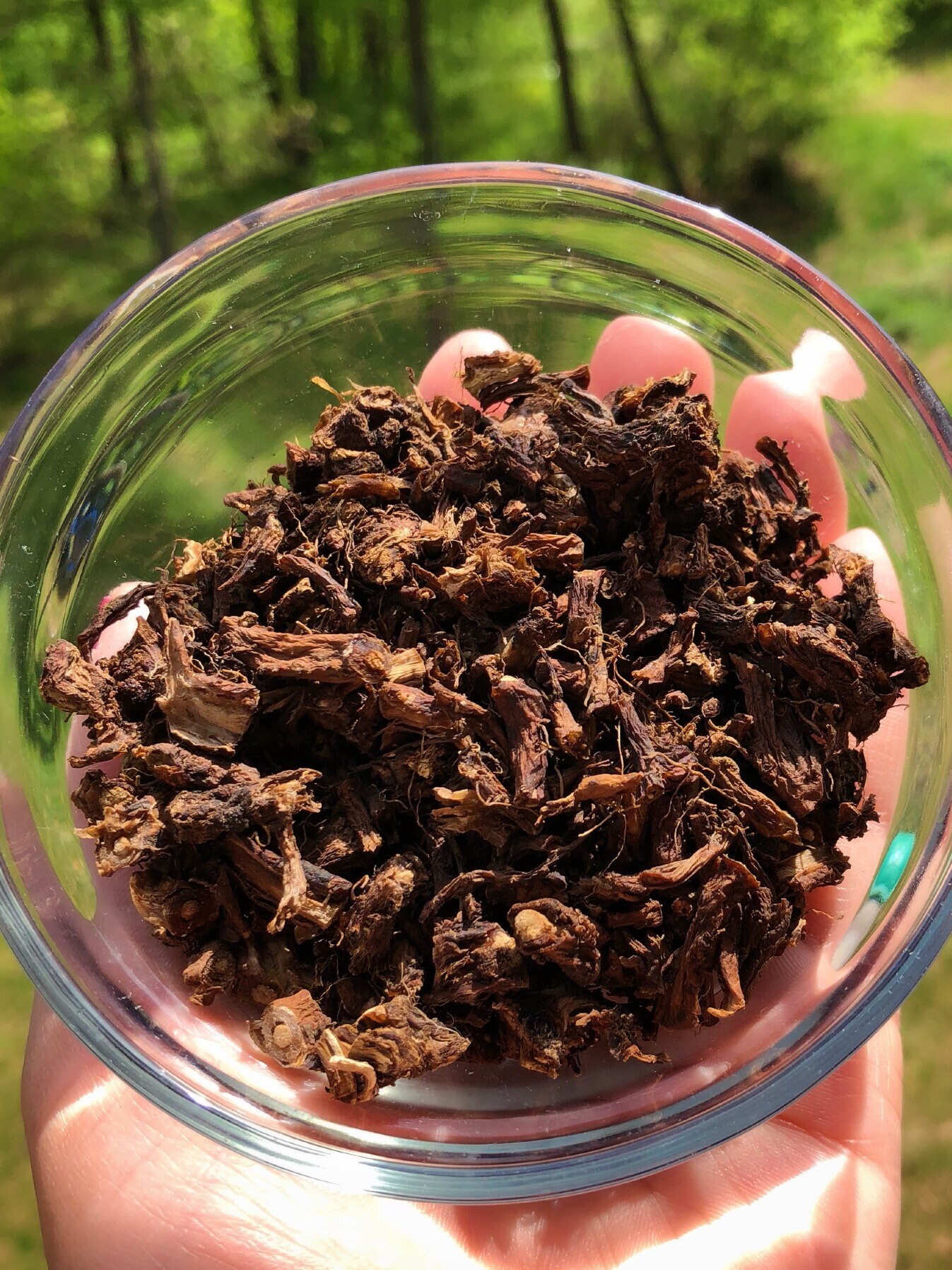 Dandelion Root - 1oz Dried Slow Roasted Dandelion Root - Organic - Wild ...