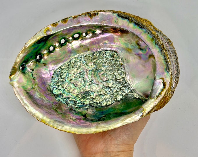 Jumbo Abalone Shell - 8” - Extra Large Abalone Shell - Etsy