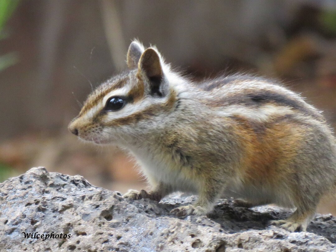 Digital Photo, Backyard Wildlife, Northern Arizona, Chipmunk Pausing to ...