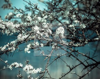 Texas Mission Almond Tree Live 4-6 Foot Tall Trees Plant Healthy Plants ...