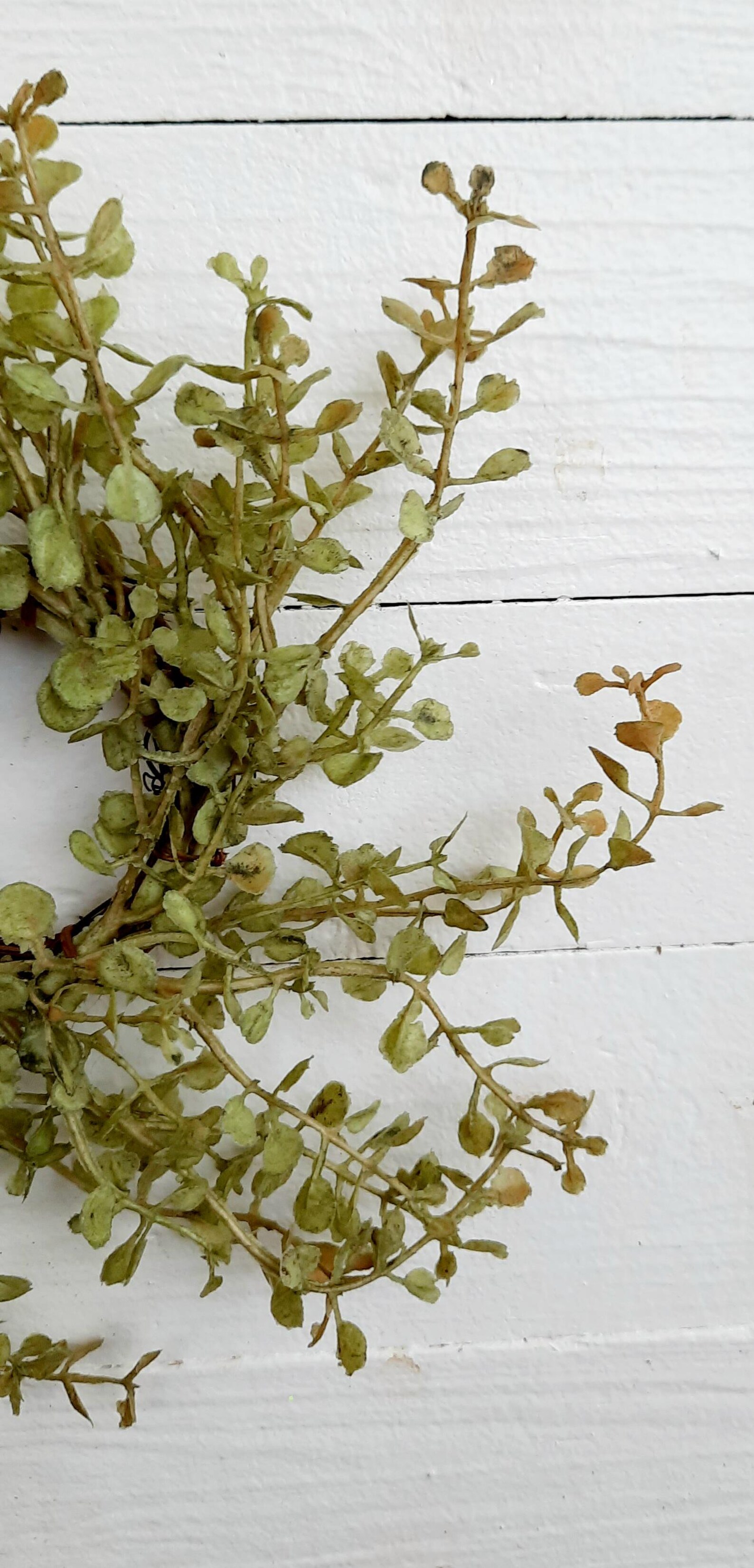 Set of 3 Mini Greenery Wreath: Farmhouse Candle Decor - Etsy