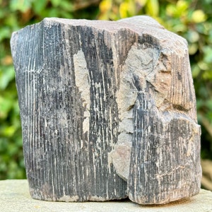 Genuine Calamites Carboniferous Tree Stem Fossil Carboniferous Period ...