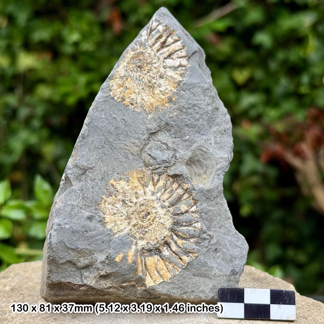 Rare Pavlovia Strasevsky Fossil Ammonite – Kimmeridgian, Upper Jurassic ...
