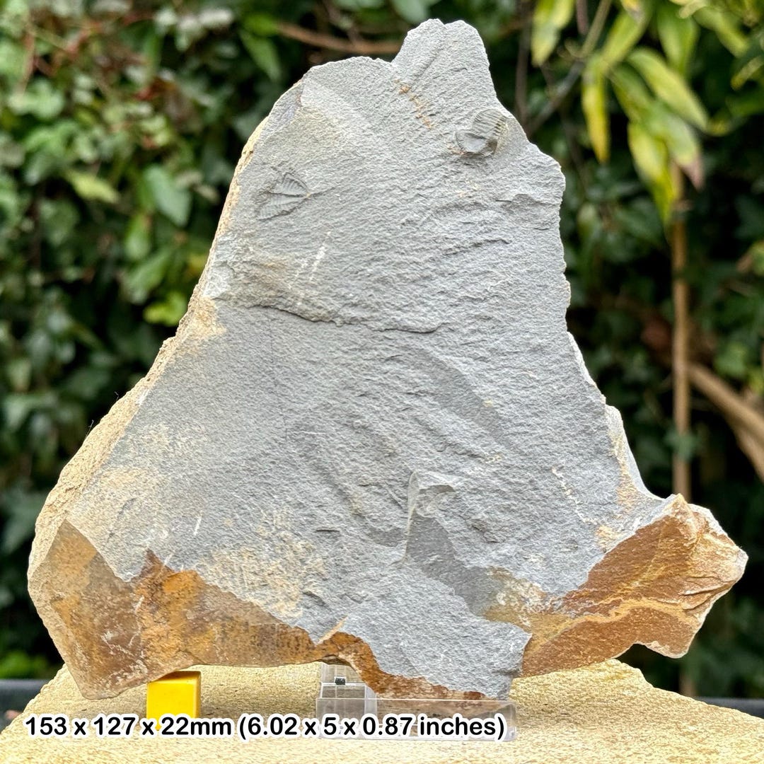 Rare British Trilobite (ogyginus) Fossil Partial Impression ...