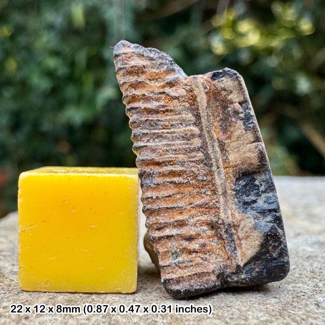 Eagle Ray Tooth Plate Fossil | Eocene Barton Beds, UK - Etsy