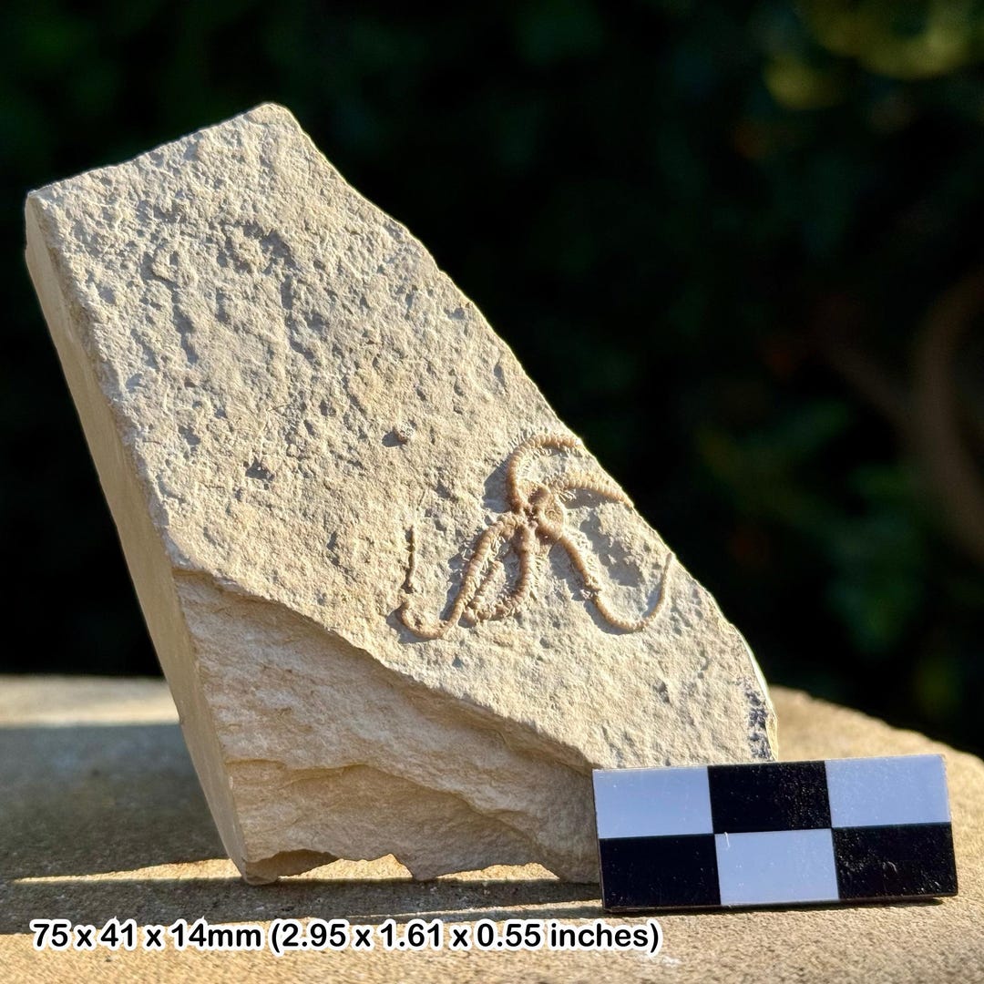 Rare Geocoma Carinata Starfish Fossil – Painten Formation, Upper ...