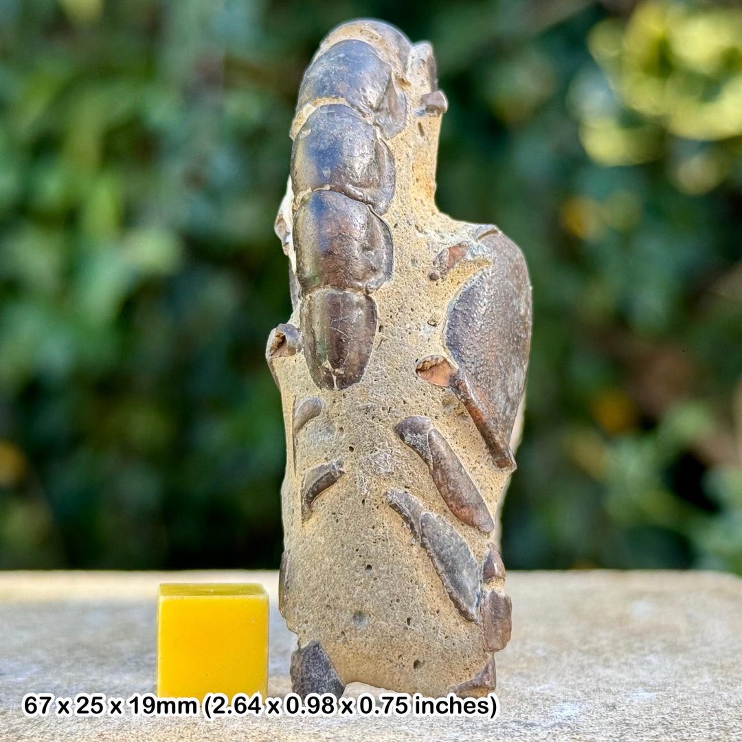 Rare Thalassina Lobster (mangrove Mud Lobster) Fossil – Miocene ...