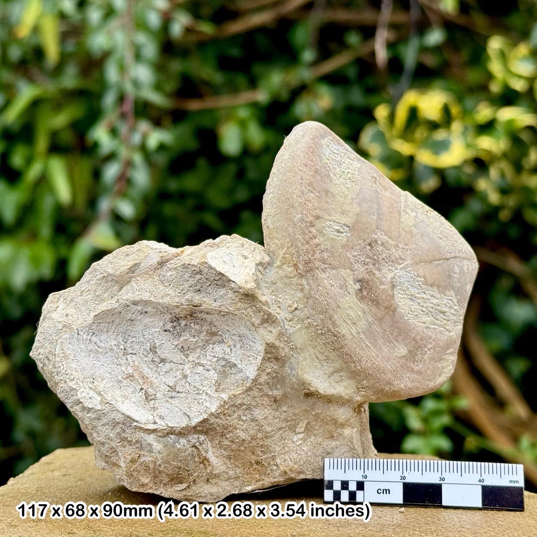 Rare Laevaptychus Latus Fossil Ammonite Jaw Part or Cover, Aalenian ...