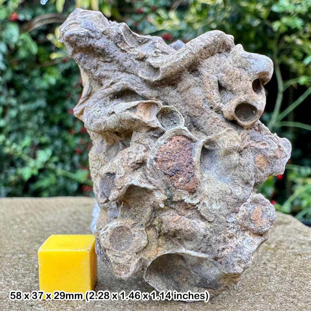 Fossil Worm Tube Serpulid Cycloserpula Intestinalis, Jurassic ...