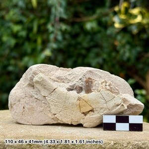 Merycoidodon (oreodon) Fossil Right Lower Jaw – Brule Formation ...