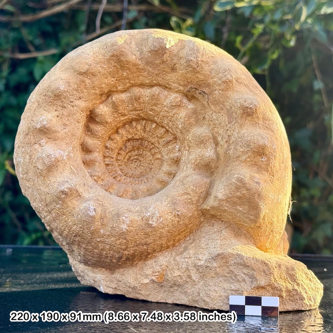 Rare 7" Teloceras Banski Fossil Ammonite – Upper Bajocian Jurassic ...