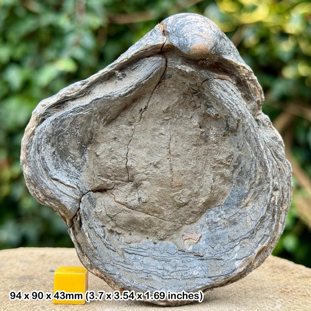 Gryphaea Dilatata Fossil Giant Oyster Jurassic Kimmeridge Clay ...