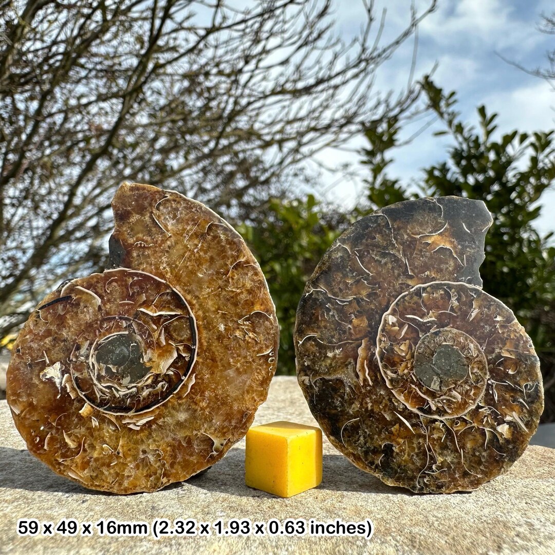Cut & Polished Fossil Ammonites Matching Pair Ammonoids - Etsy
