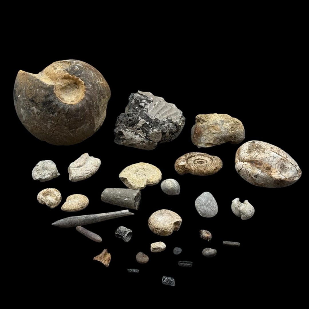 1kg British Fossil Mix X 28 | Jurassic Dorset & Somerset Fossils ...
