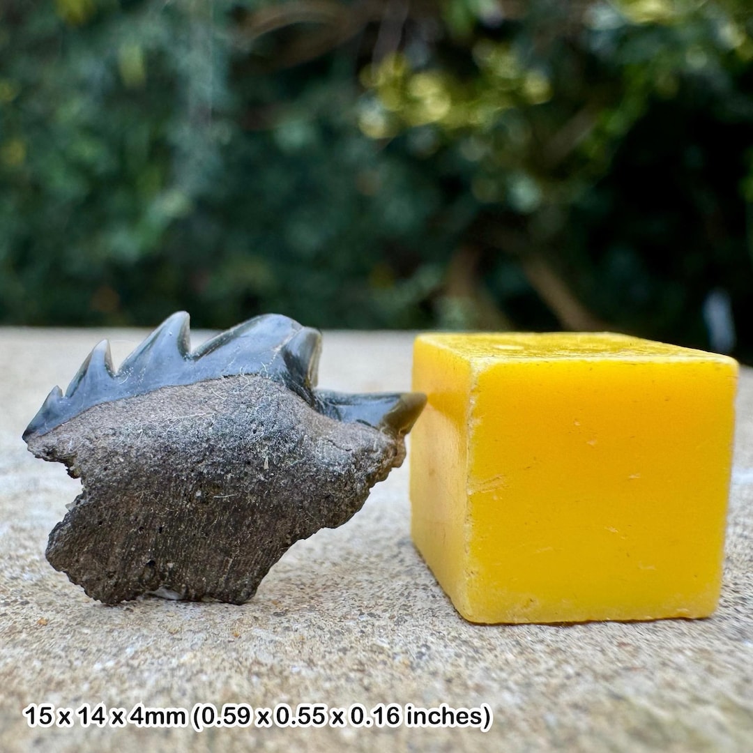Rare: Xampylodon Loozi British Eocene Shark Tooth, Woolwich Beds ...