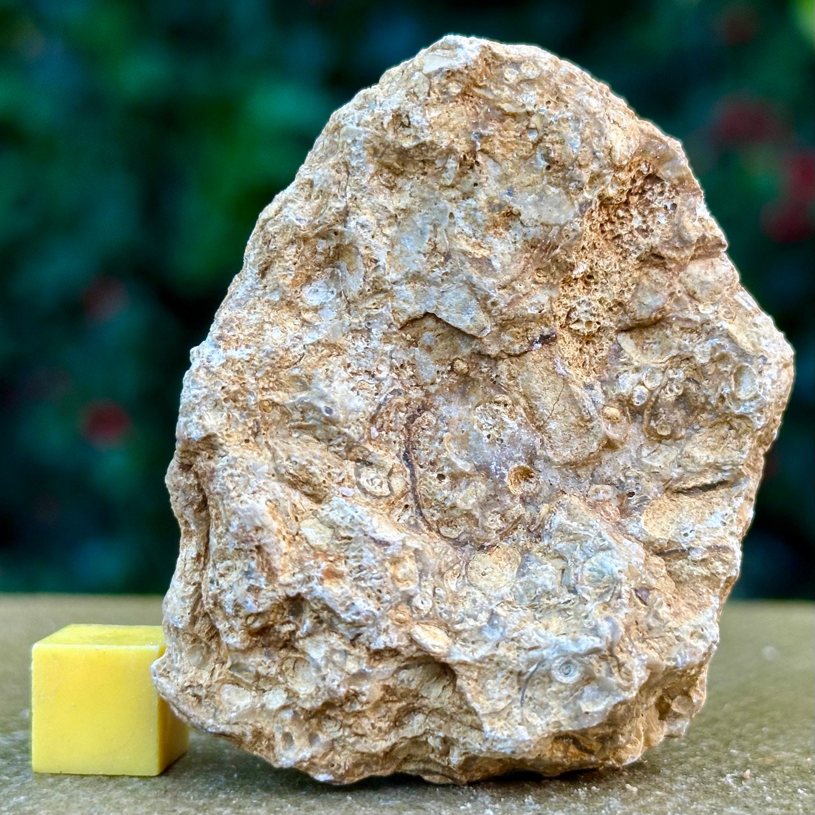 Jurassic Coral Fossil From Wiltshire UK Genuine Fossils for - Etsy