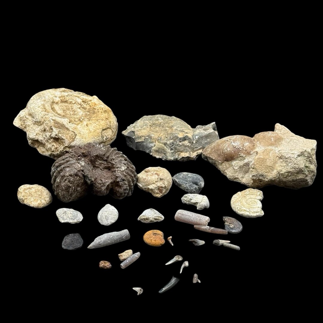 1kg British Fossil Mix X 30 | Jurassic Dorset & Somerset Fossils ...