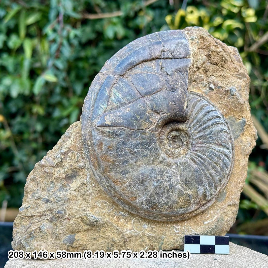 5.25" Rare Scunthorpe Ammonite Fossil, Eparietites Dentatus Mac ...