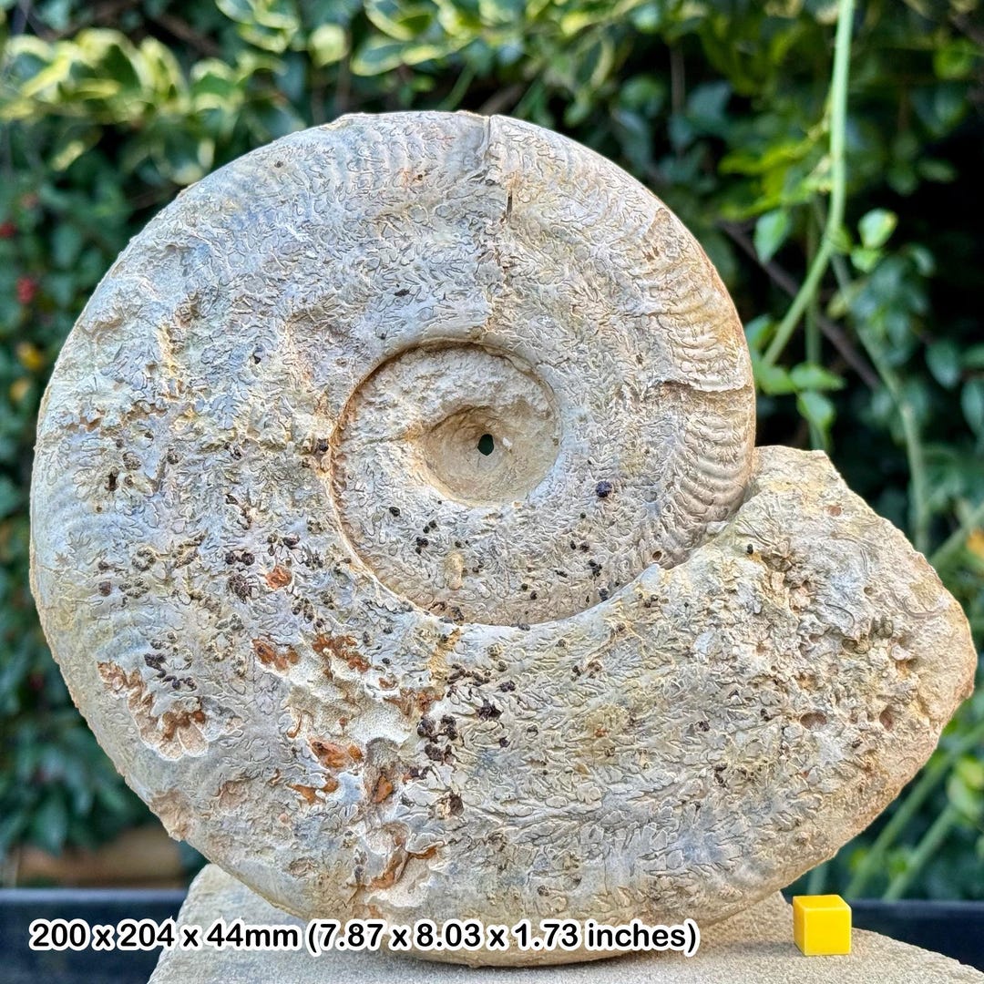 8.5" Harpoceras Fossil Ammonite - Jurassic, Beacon Limestone, Uk | 100% ...
