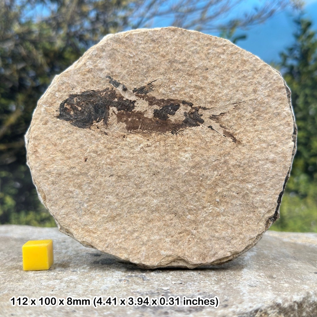 Knightia Alta Fish Fossil in Matrix Eocene Genuine Specimen Usa - Etsy