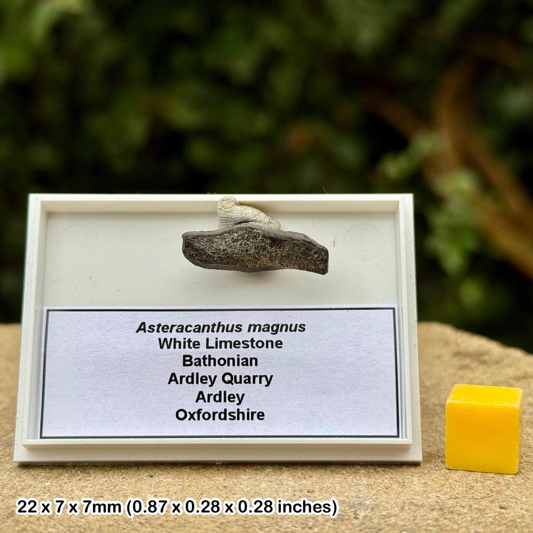 Rare Astracanthus Magnus Hybodont Shark Tooth Fossil, Jurassic Era ...