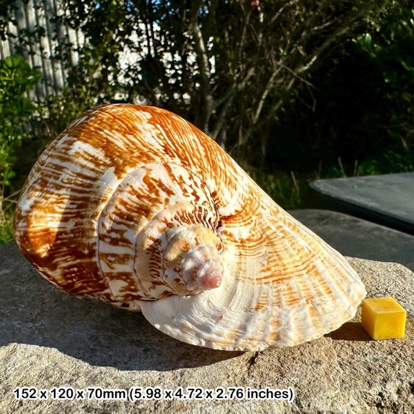 Conch Seashell - Etsy