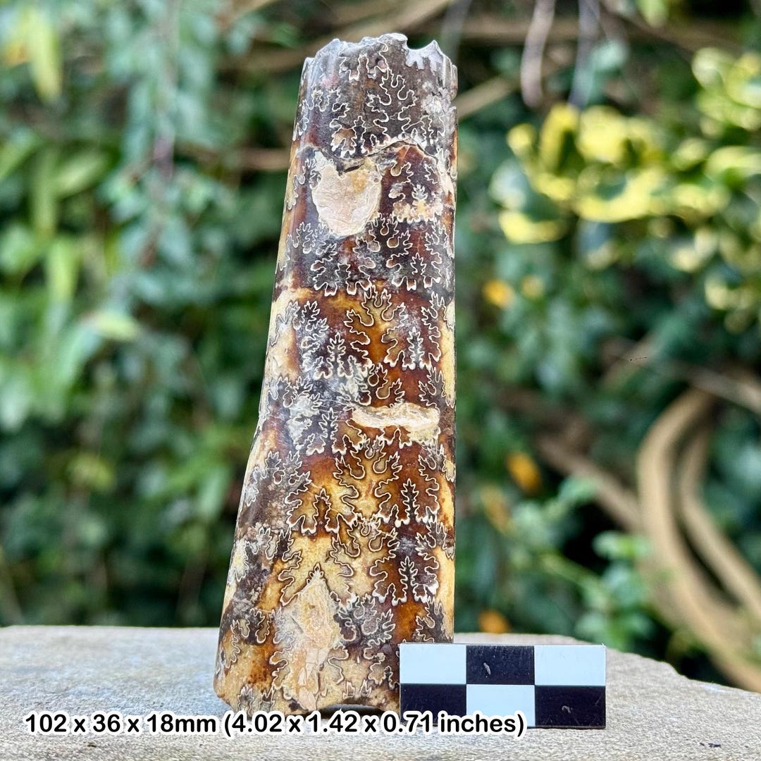 Rare 4" Iridescent Baculites Fossil Ammonite – Baculites Compressus ...