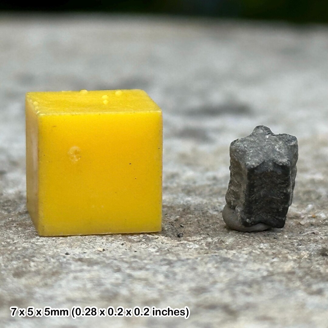Jurassic Crinoid Star Stem Fossil - Oxford Clay Formation - Tidmoor ...