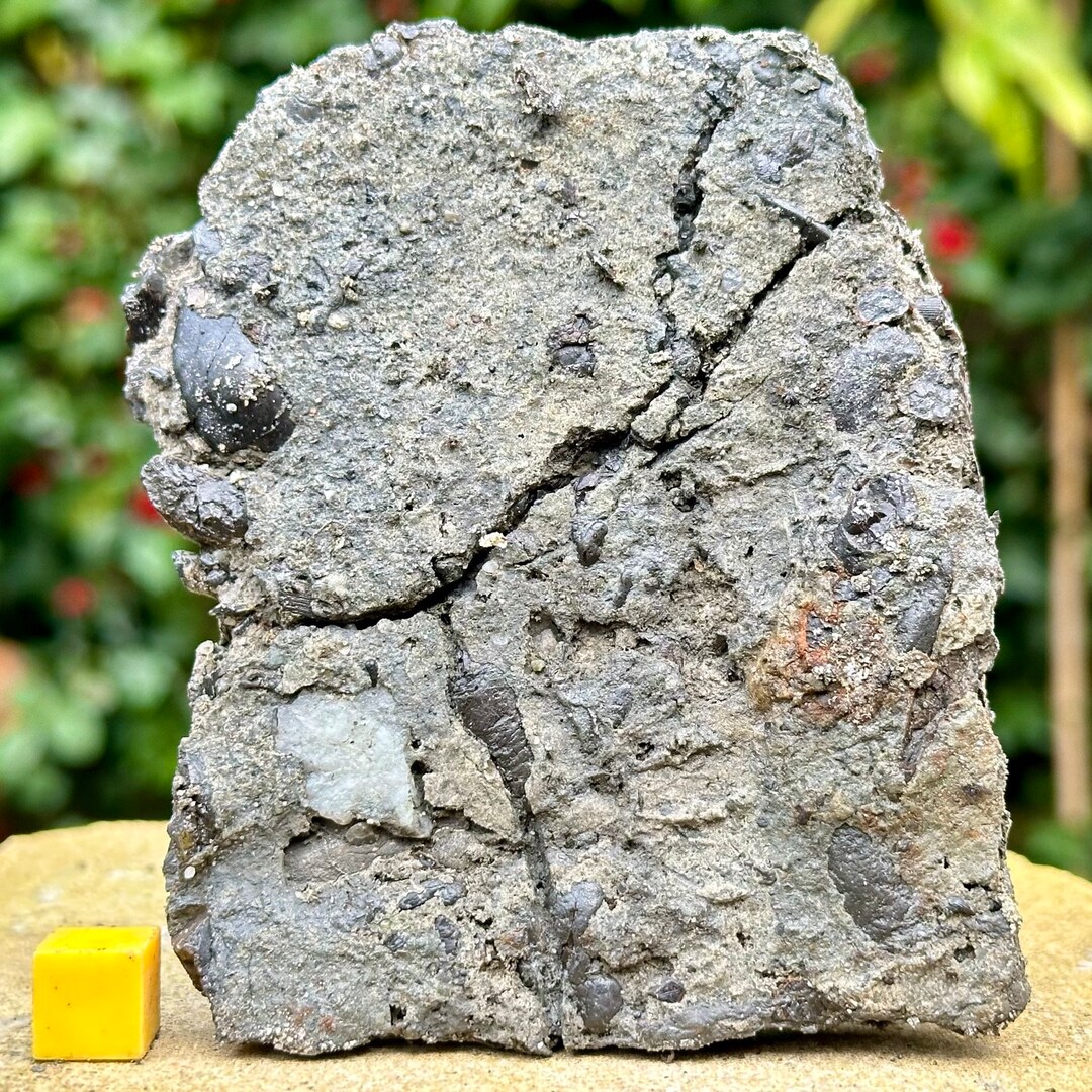 Fossil Bone Bed Reptiles Teeth & Coprolite Bed Collection - Etsy