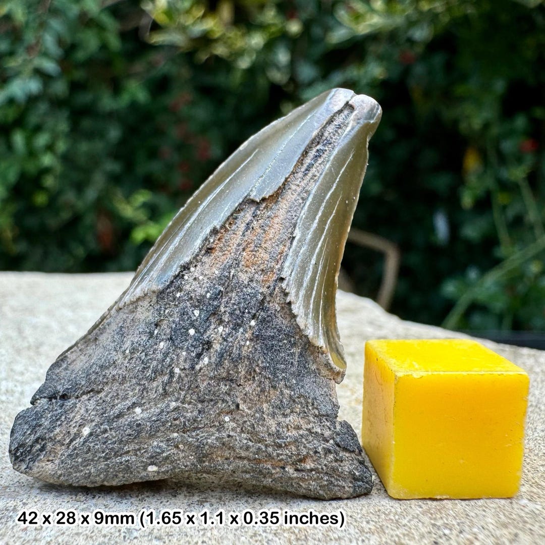 Otodus Shark Tooth Fossil - Eocene Era, Sheppey, Kent | Genuine ...