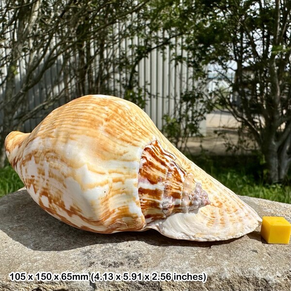 Conch Seashell - Etsy
