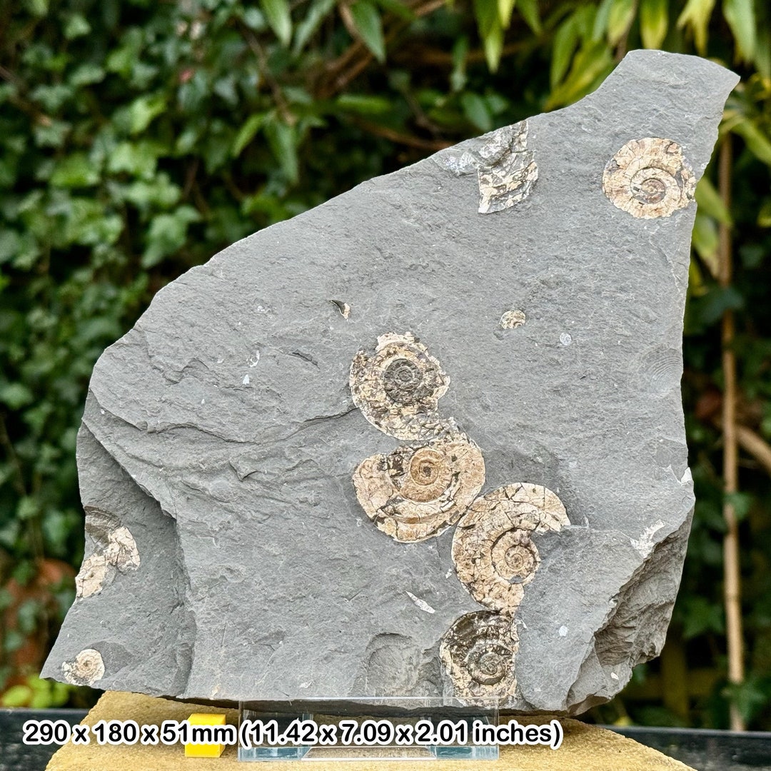 Genuine Psiloceras Planorbis Ammonite Fossil With Stand Jurassic Blue ...