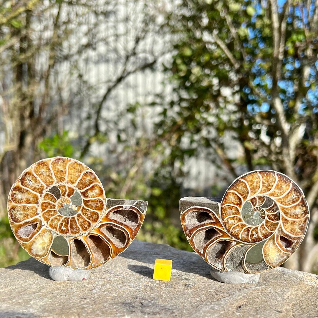 Cut & Polished Fossil Ammonites Matching Pair Ammonoids - Etsy