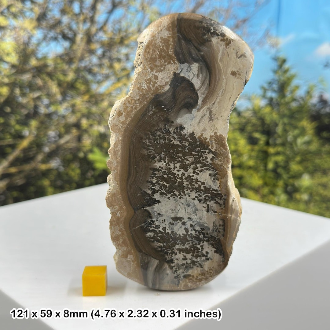 Cotham Marble Stromatolite Fossil Section – Triassic Cyanobacteria ...