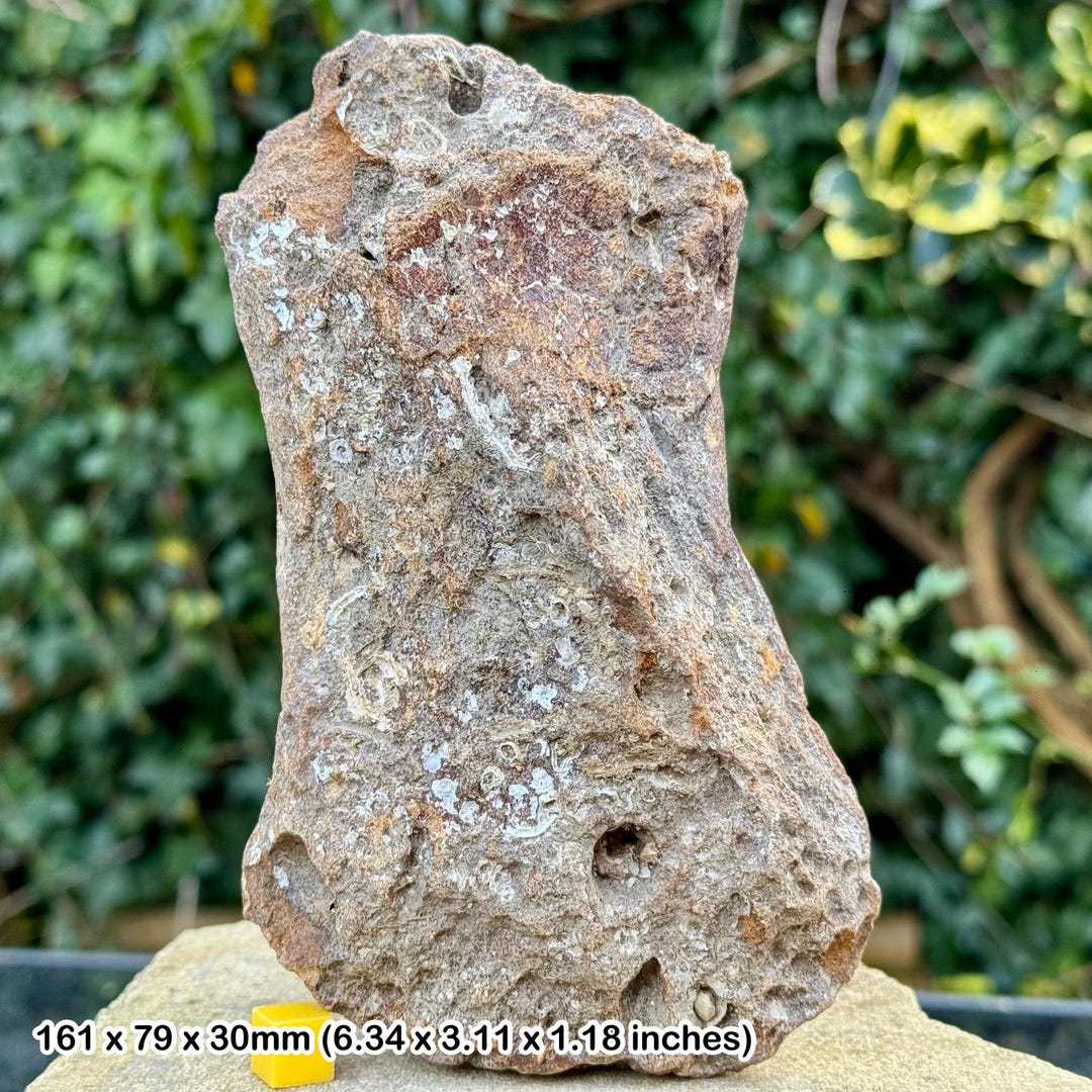Rare Ichthyosaur Flipper Bone Fossil – Jurassic, Kimmeridge Clay ...