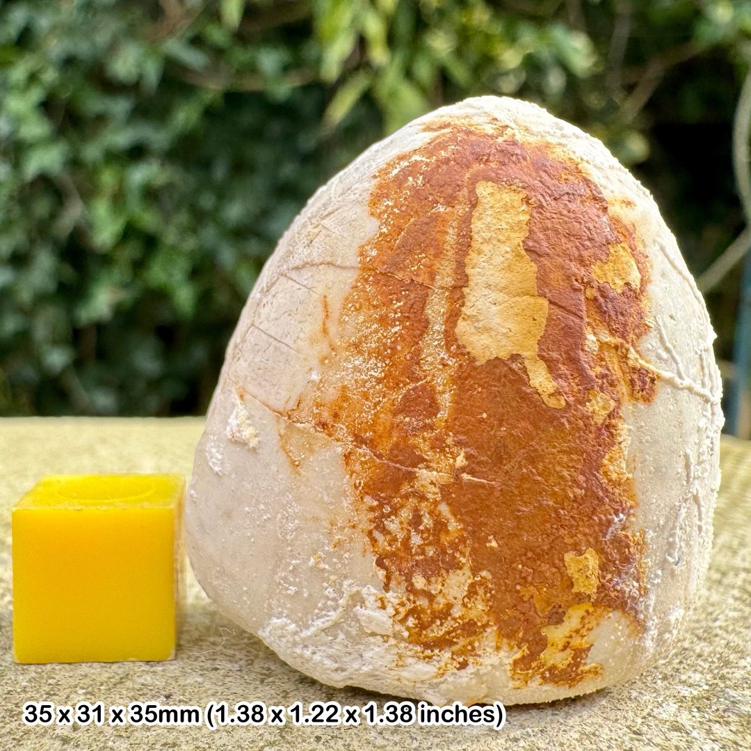 Authentic Cretaceous Sea Urchin Fossil From Surrey, Uk Certified With ...