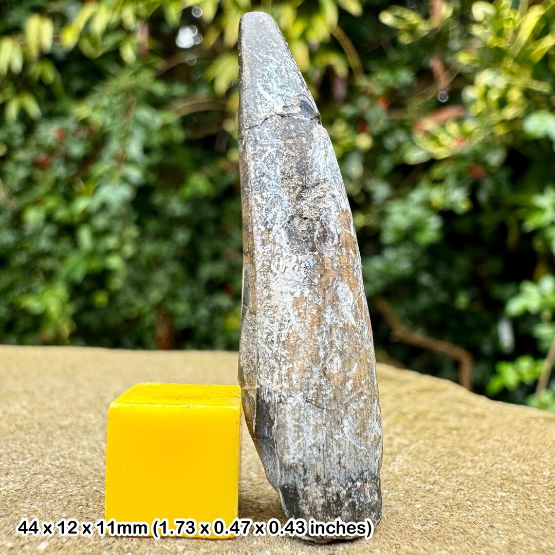 Sarcosuchus 'super Croc' Crocodile Tooth Fossil Cretaceous Period ...