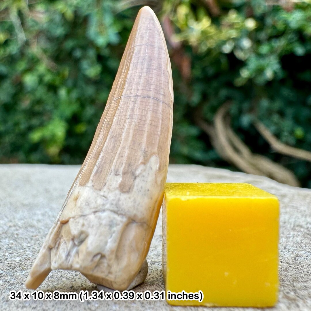 Genuine Suchomimus Dinosaur Tooth Fossil Spinosaurid Elrhaz Formation ...