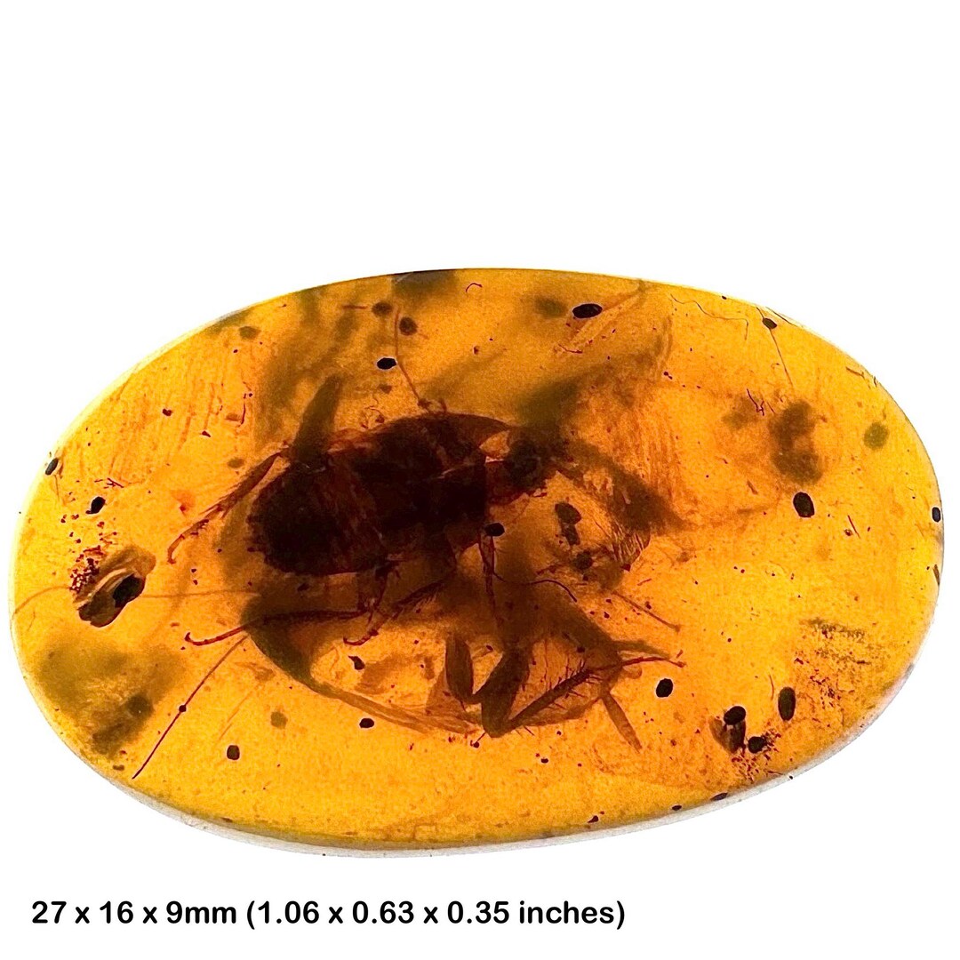 Burmese Amber Fossil With Very Large Beetle Insect & Inclusions, Uv ...
