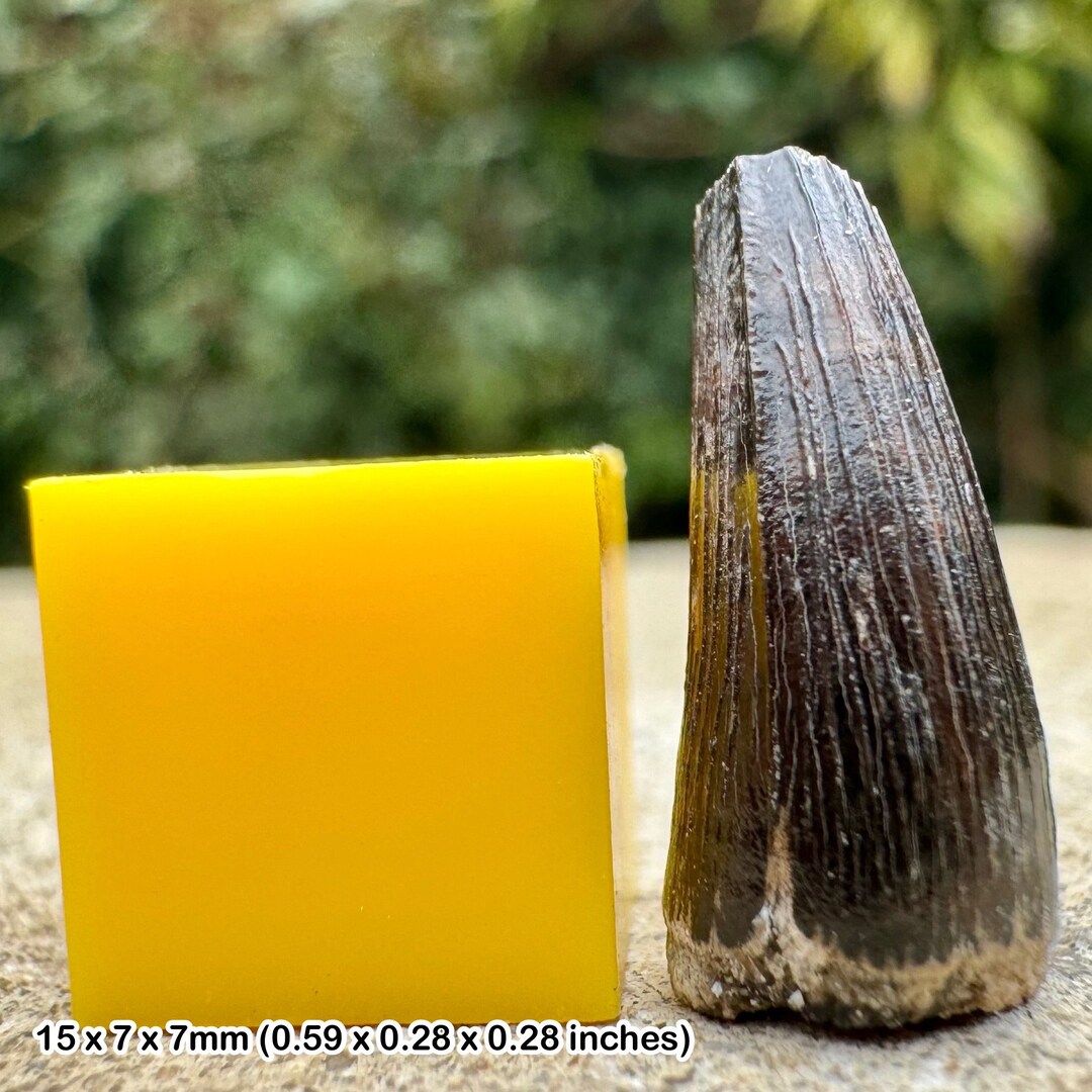 Rare Teleosaurus Fossil Tooth Crocodile-like, Jurassic Era, Ardley ...