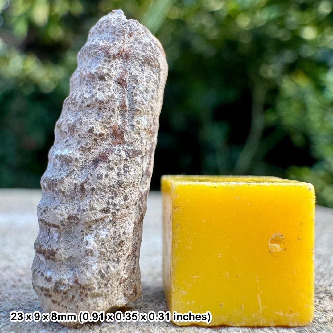 Rare Heteromorph Ammonite Fossil - Hamites Intermedius, Gault Clay ...