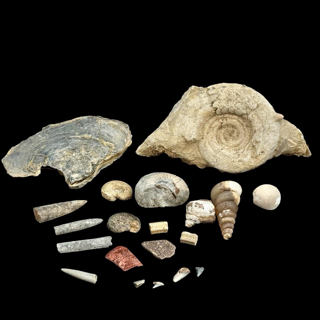 1kg Bulk British Fossil Mix - 20 X Fossils Budget Mix - (including ...